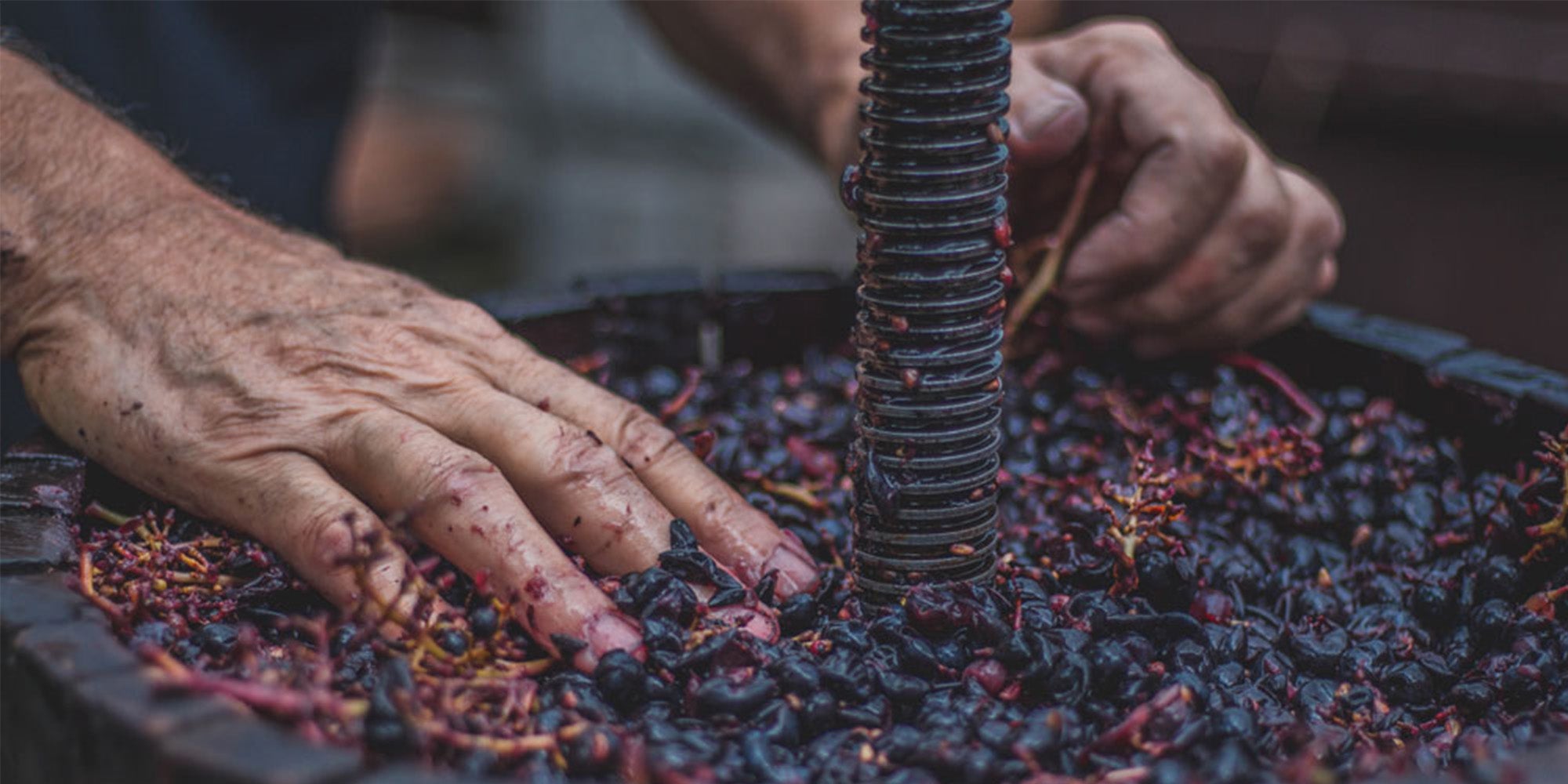 Want A Career In Wine? Here's What You Need To Know!